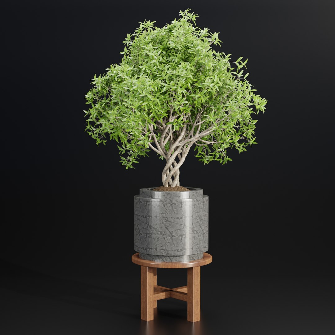 Indoor Plants Collection Vol 192-Blender-3dmodel 3D Model - TurboSquid ...