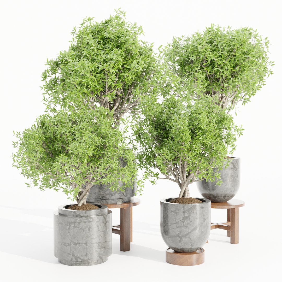 Indoor Plants Collection Vol 192-Blender-3dmodel 3D Model - TurboSquid ...
