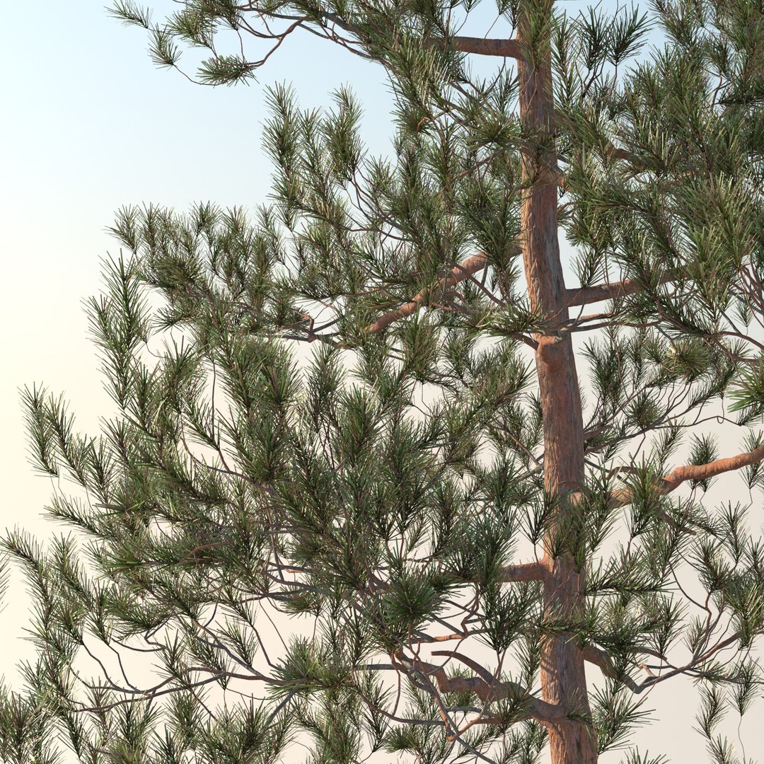 3ds max realistic pine tree