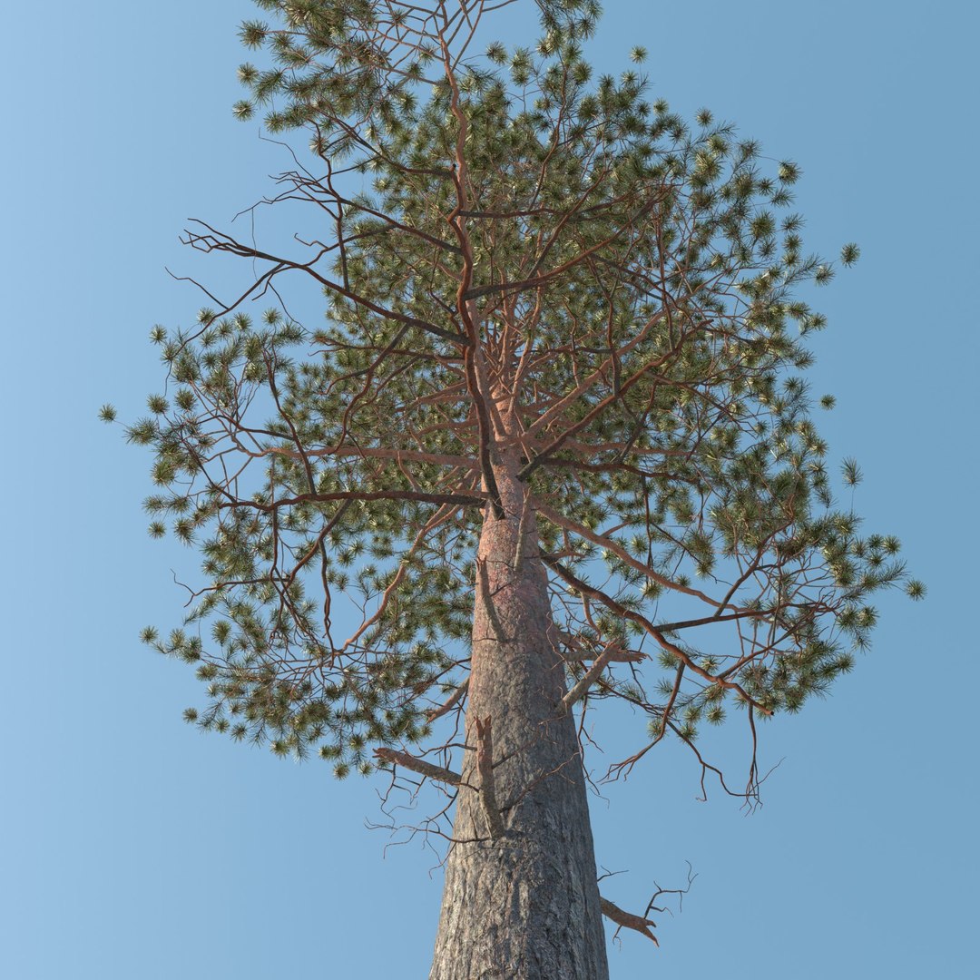 3ds max realistic pine tree