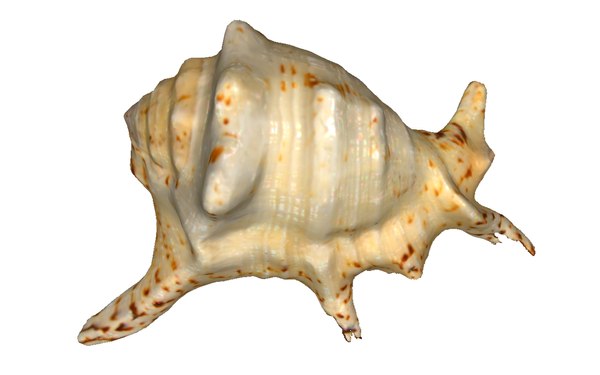 Shell 3D model - TurboSquid 1604809