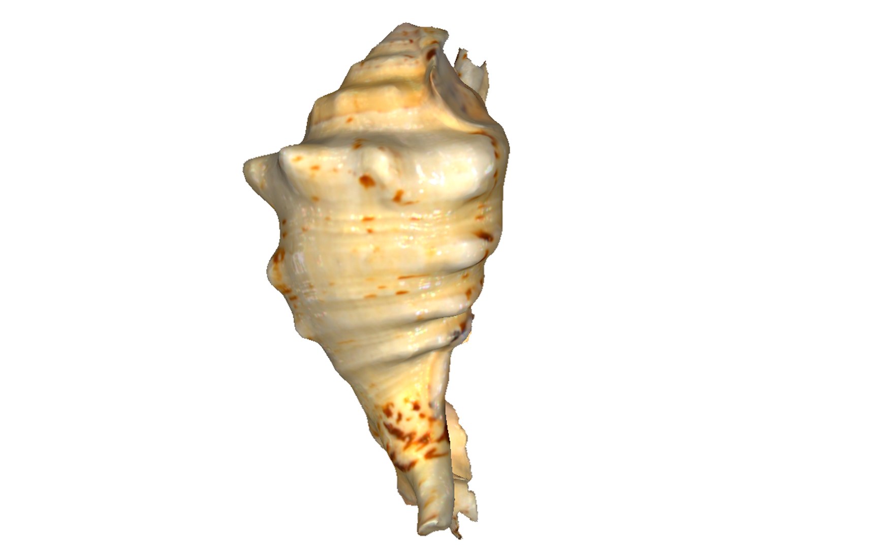 Shell 3D Model - TurboSquid 1604809