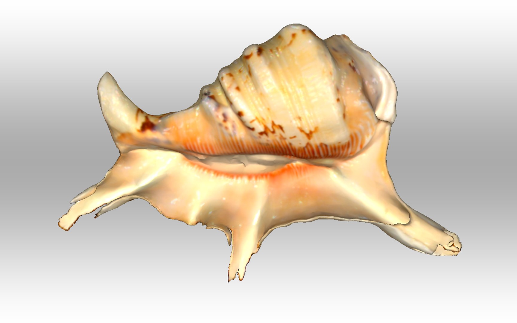 Shell 3D Model - TurboSquid 1604809
