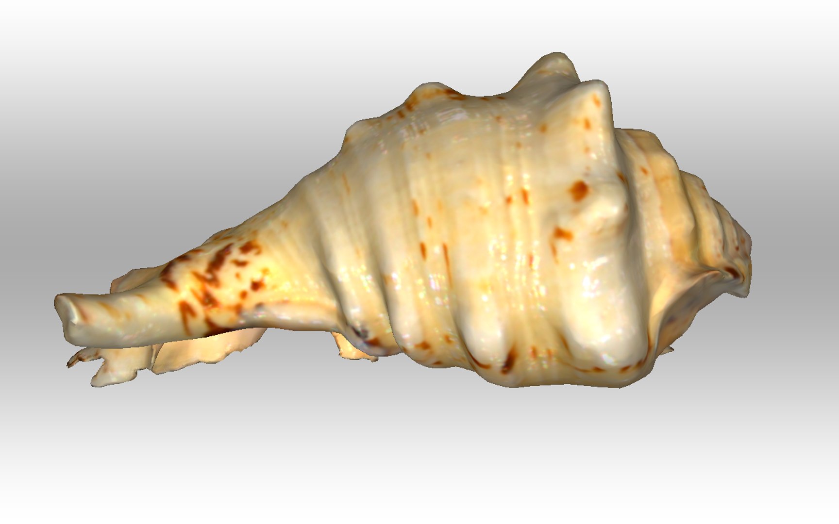Shell 3D Model - TurboSquid 1604809