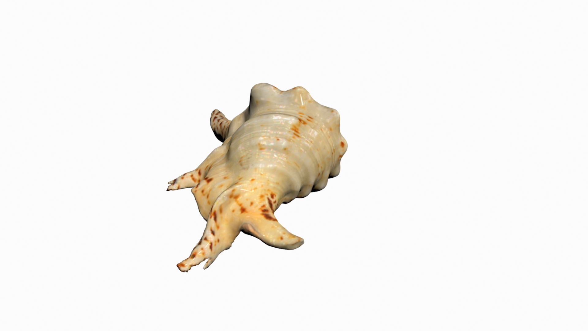 Shell 3D Model - TurboSquid 1604809