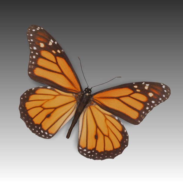 butterfly fly 3d obj