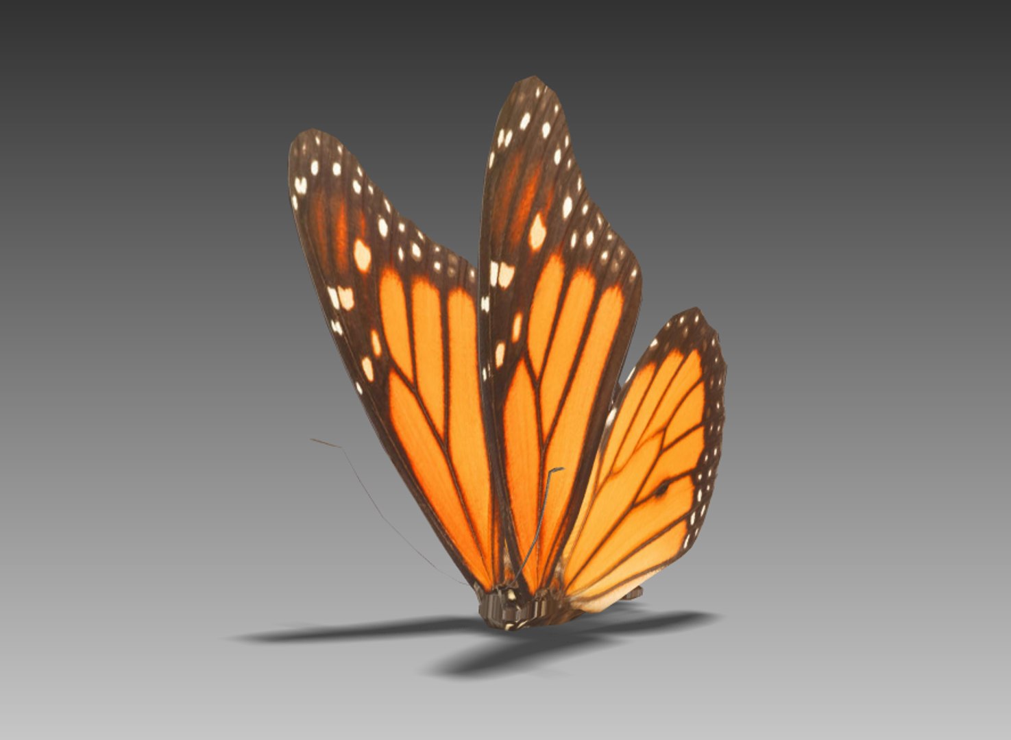 Butterfly Fly 3d Obj