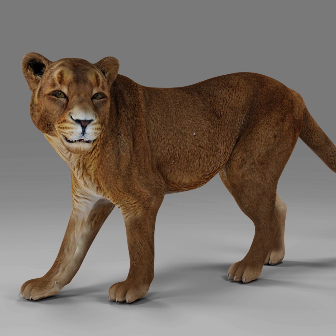 3D Lioness Rigged V02 In Blender - TurboSquid 2096197