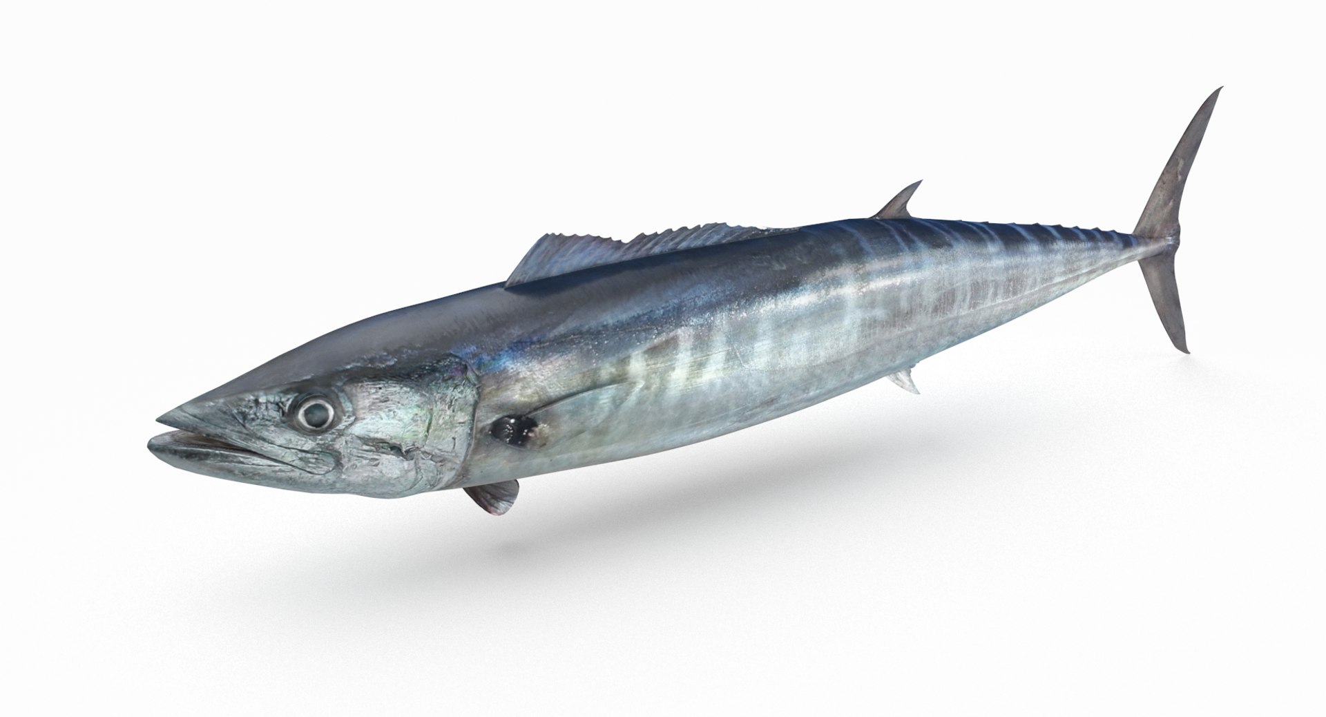 3D Wahoo Pbr - TurboSquid 1294795