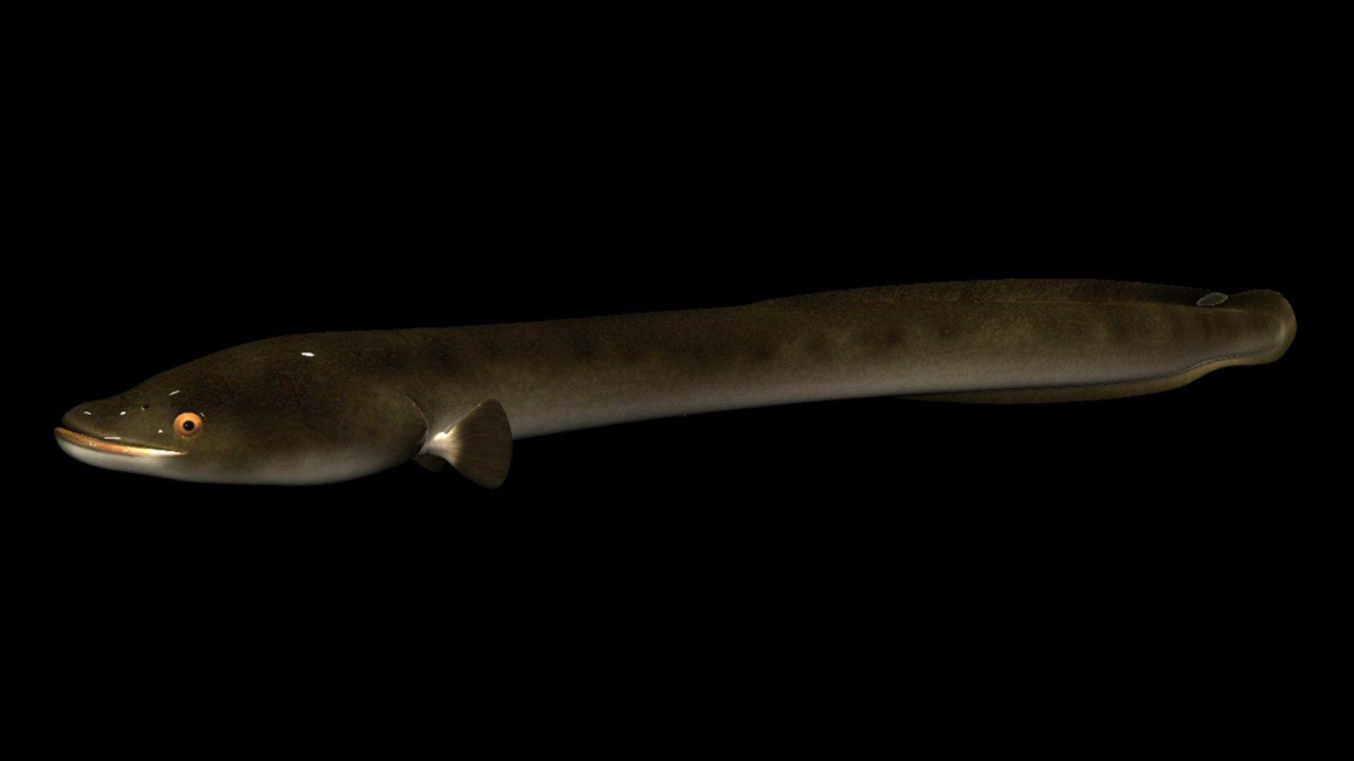 Fishes Anguilla 3d Model