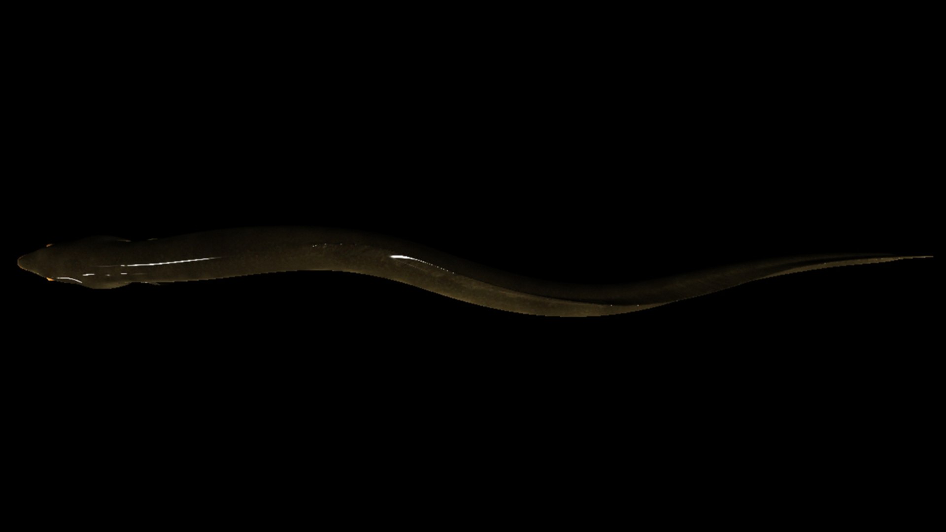 Fishes Anguilla 3d Model