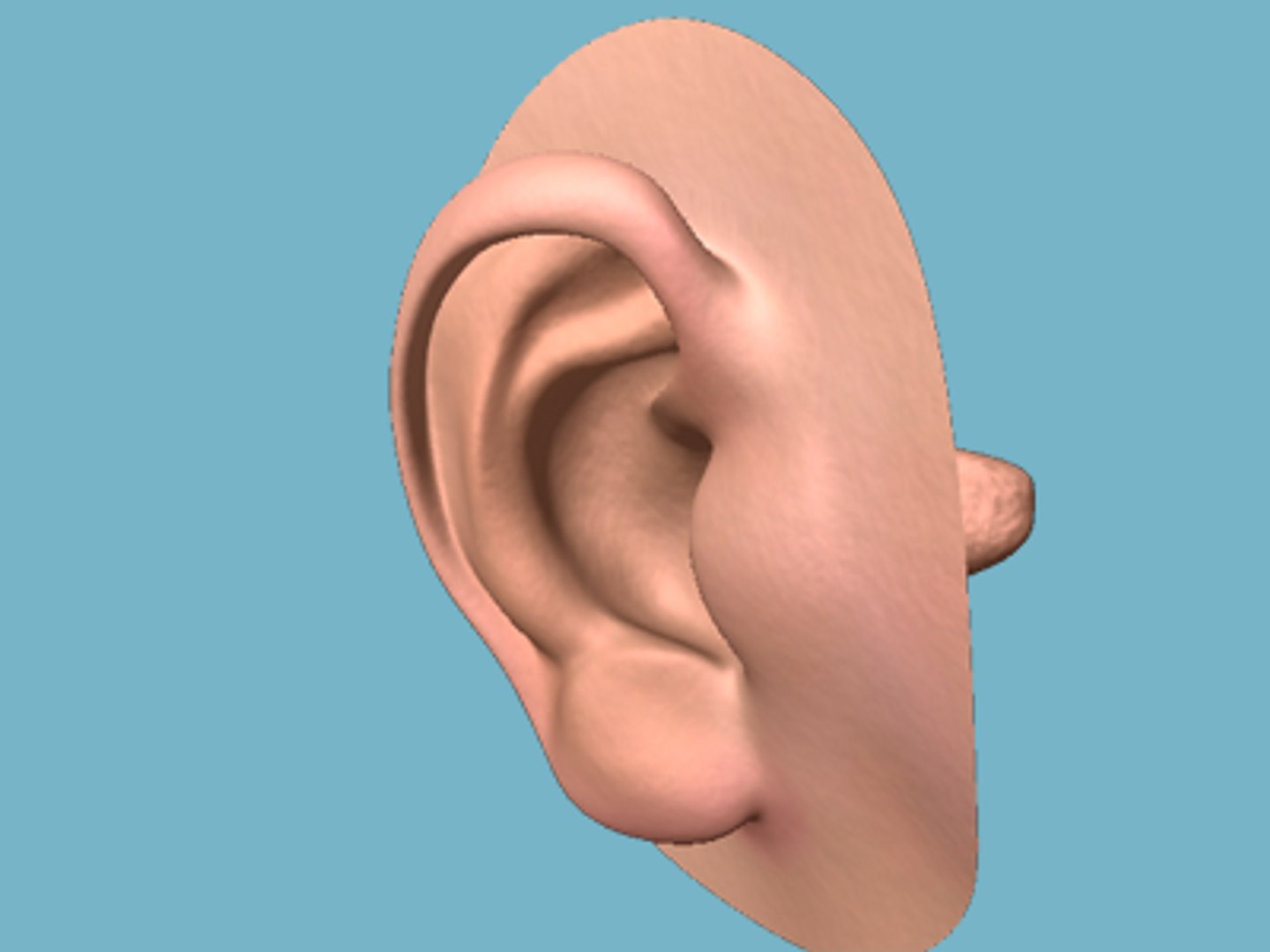 Ears Morphing Shape 3d Model