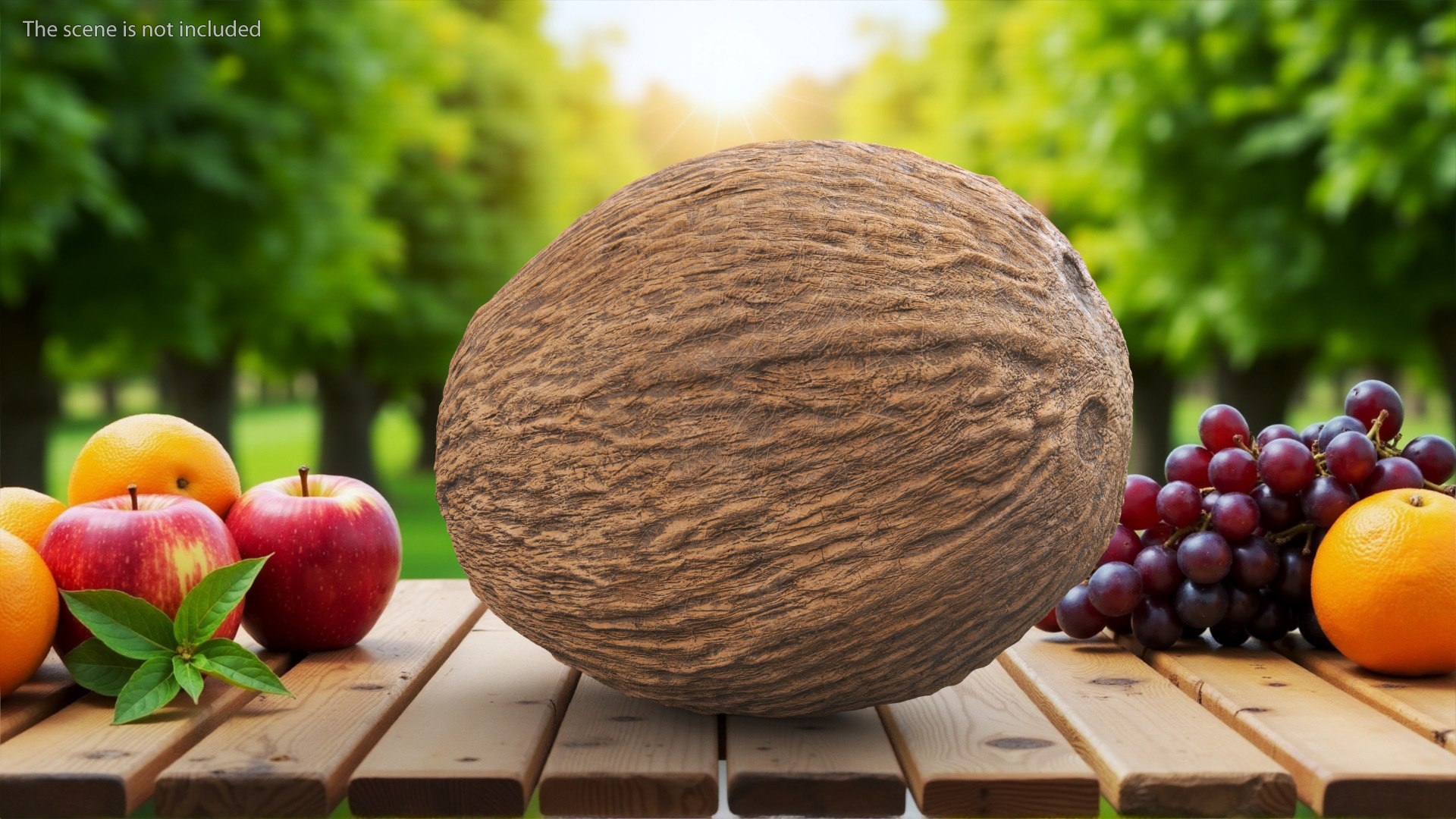 Coconuts Collection 3D Model - TurboSquid 2407139