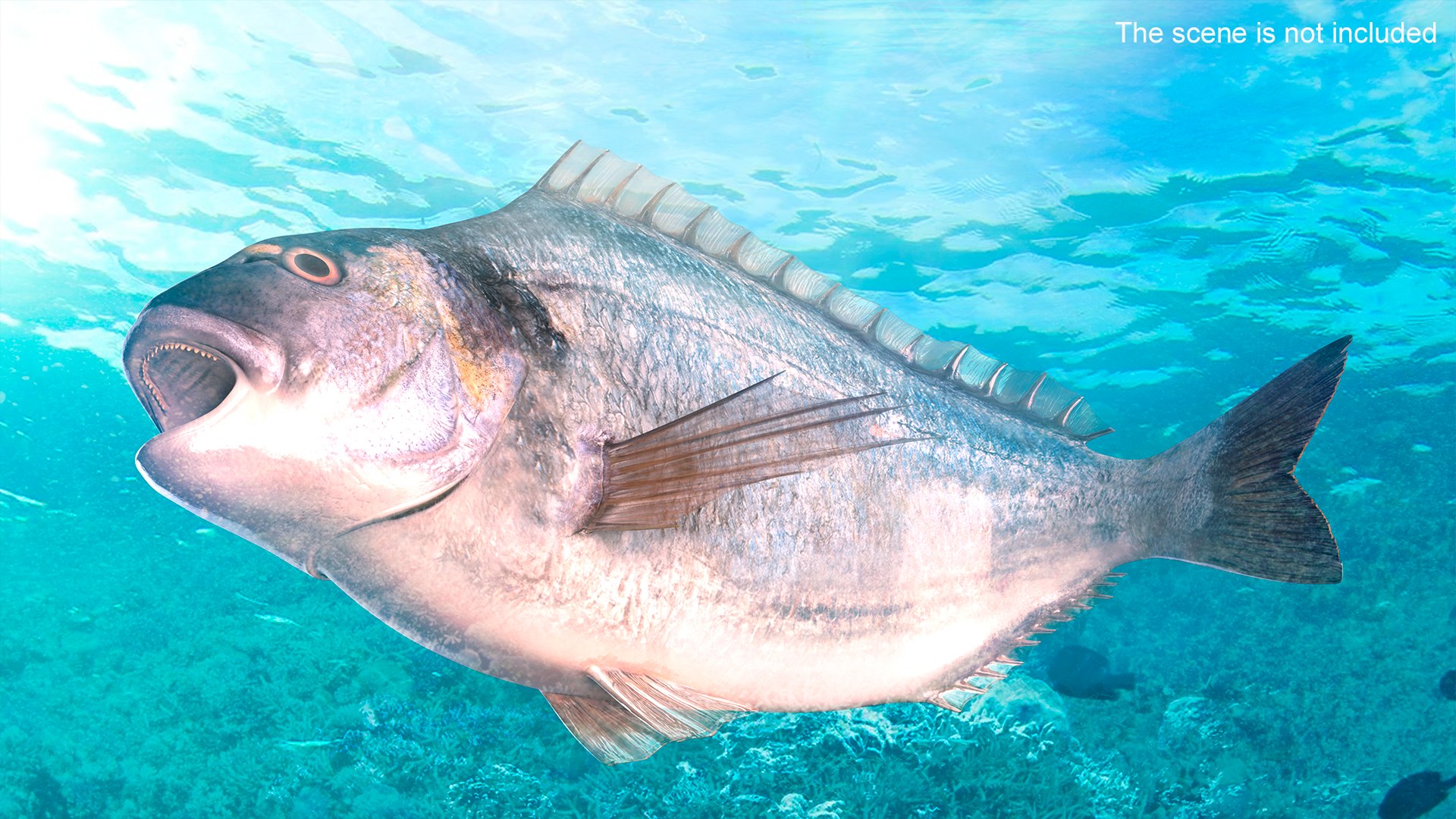 Gilthead Bream Fish Rigged Model - TurboSquid 2169037