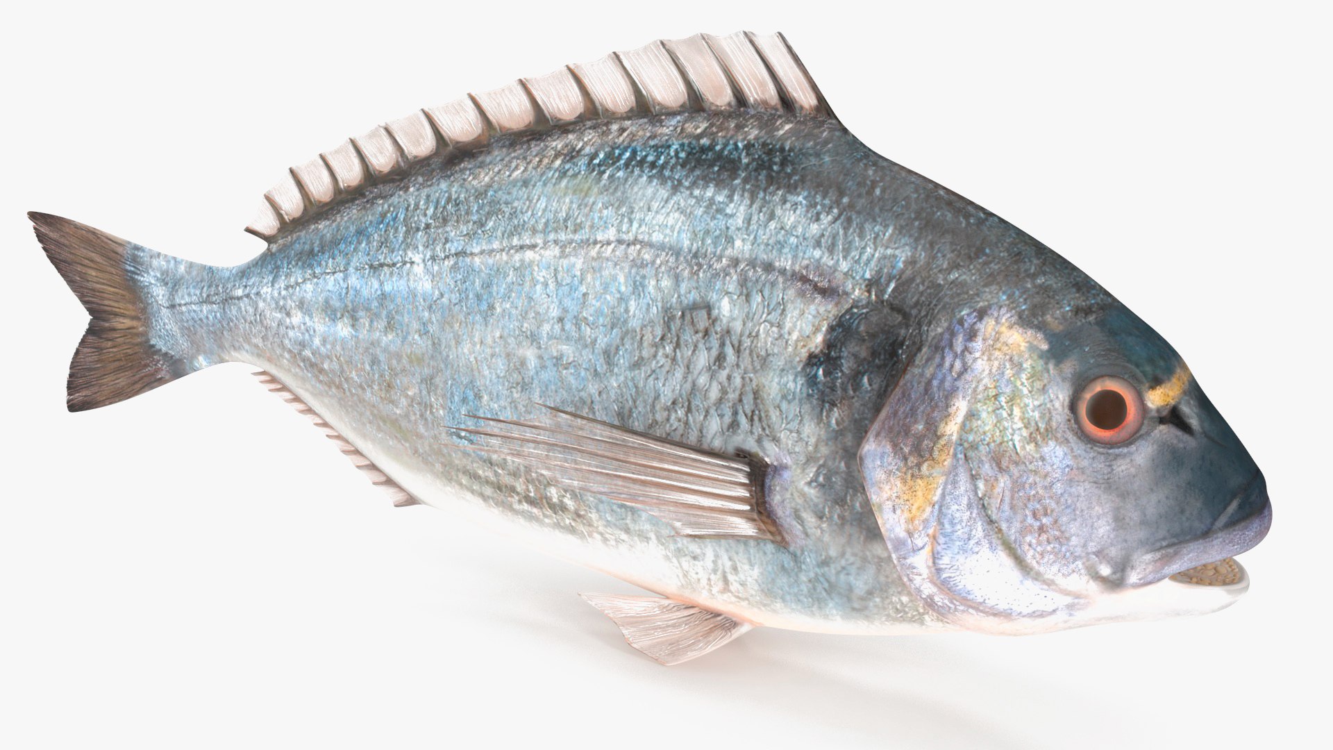 Gilthead Bream Fish Rigged Model - TurboSquid 2169037