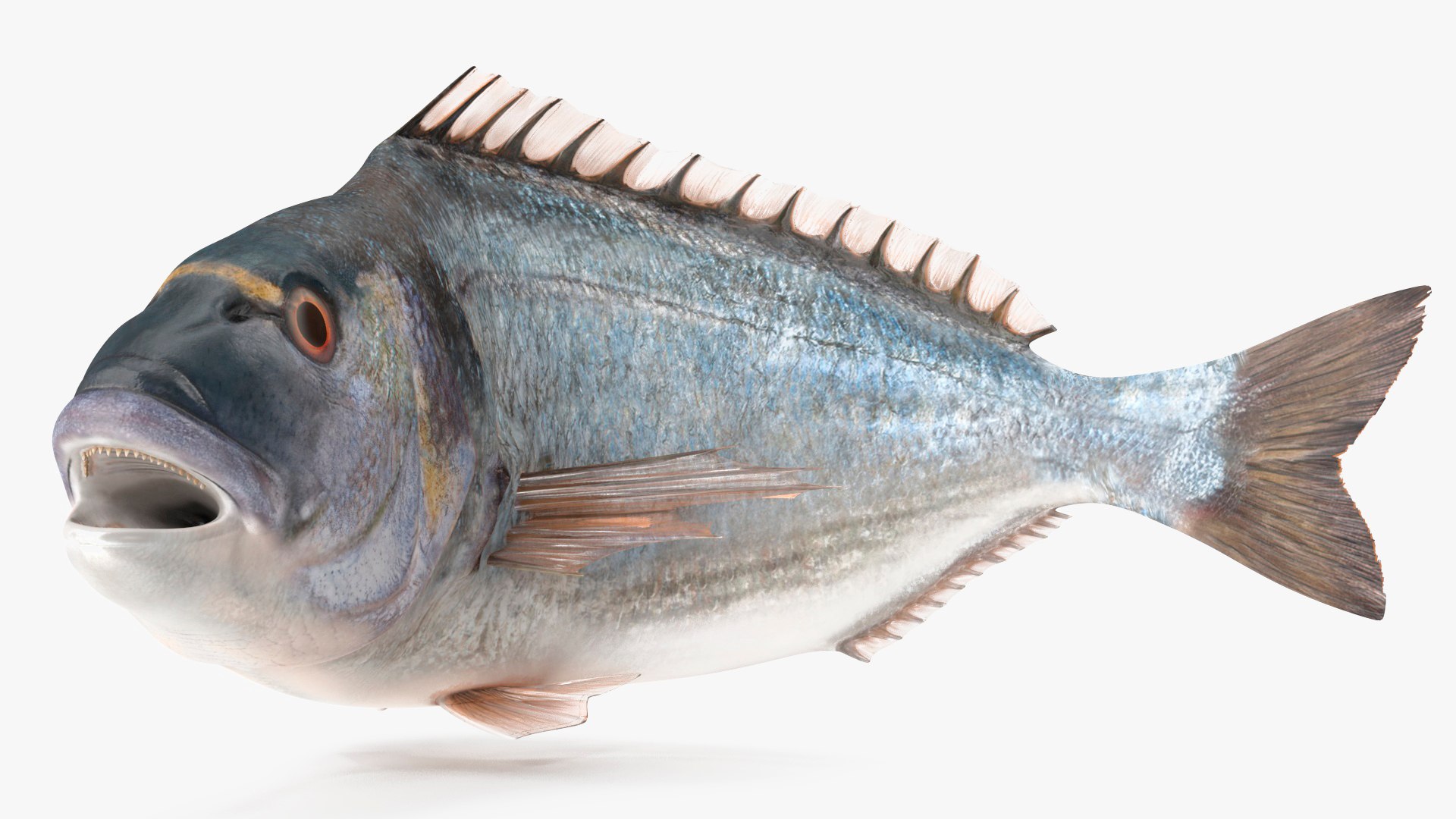 Gilthead Bream Fish Rigged Model - TurboSquid 2169037