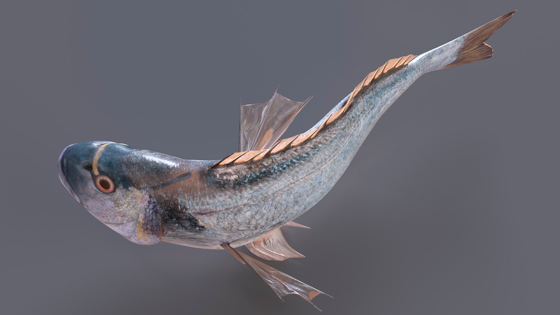 Gilthead Bream Fish Rigged Model - TurboSquid 2169037