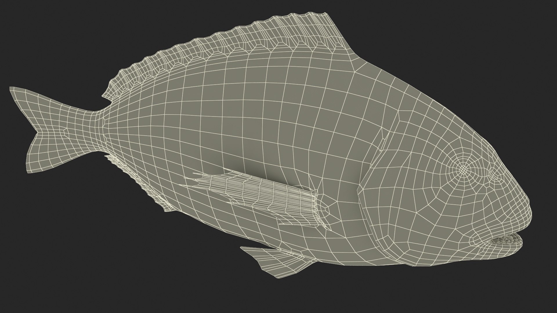Gilthead Bream Fish Rigged Model - TurboSquid 2169037