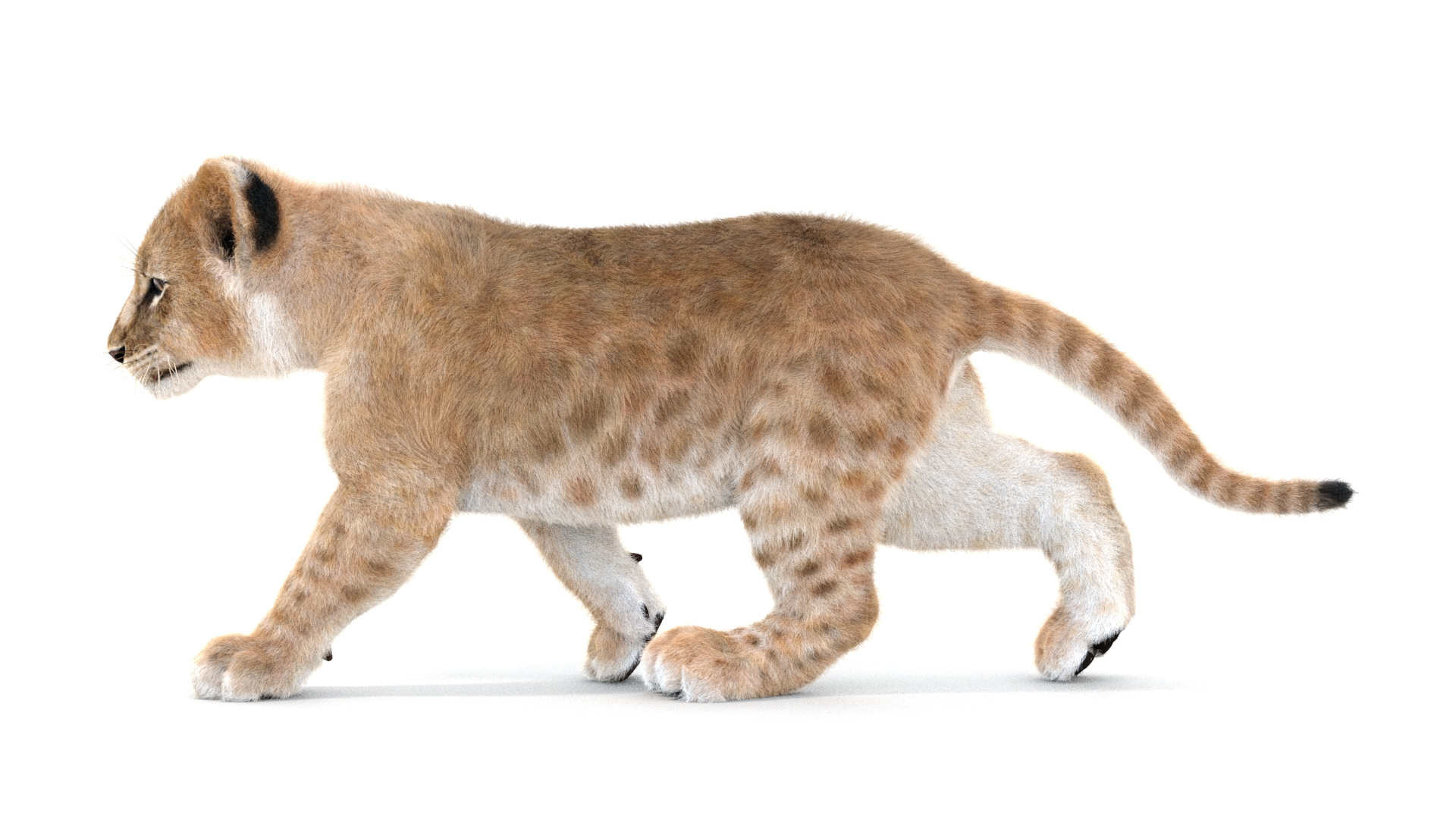 Baby Lion Fur Animation 3D Model - TurboSquid 1476256