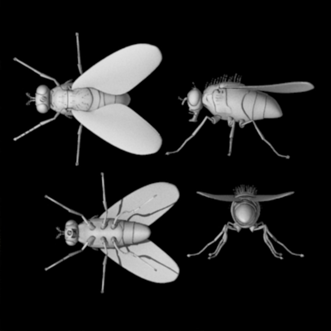 Flies Housefly 3d Model