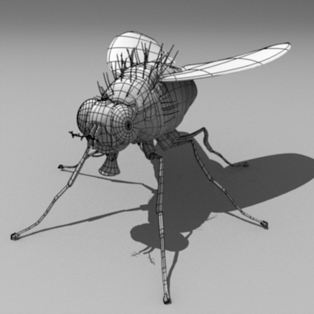 Flies Housefly 3d Model