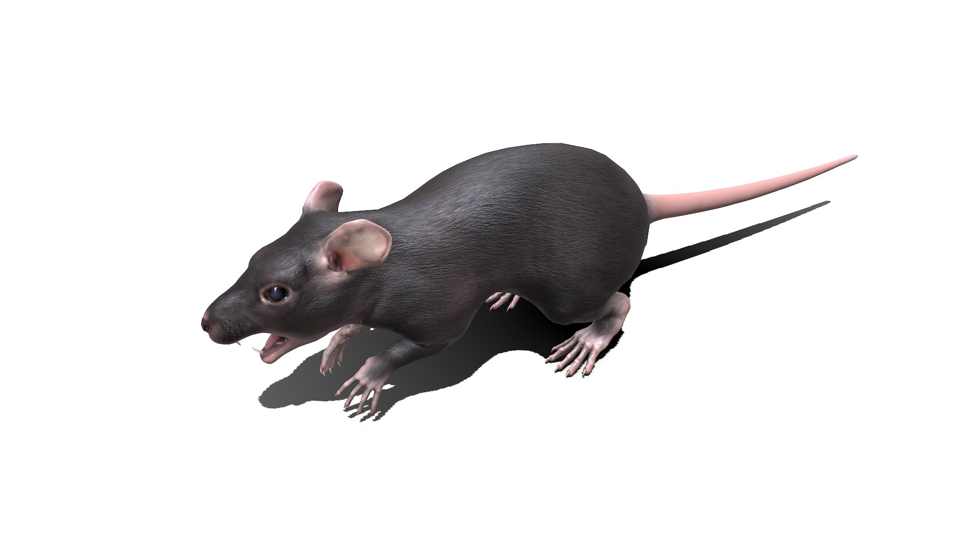 3D Rat Low-poly PBR Model - TurboSquid 1829389