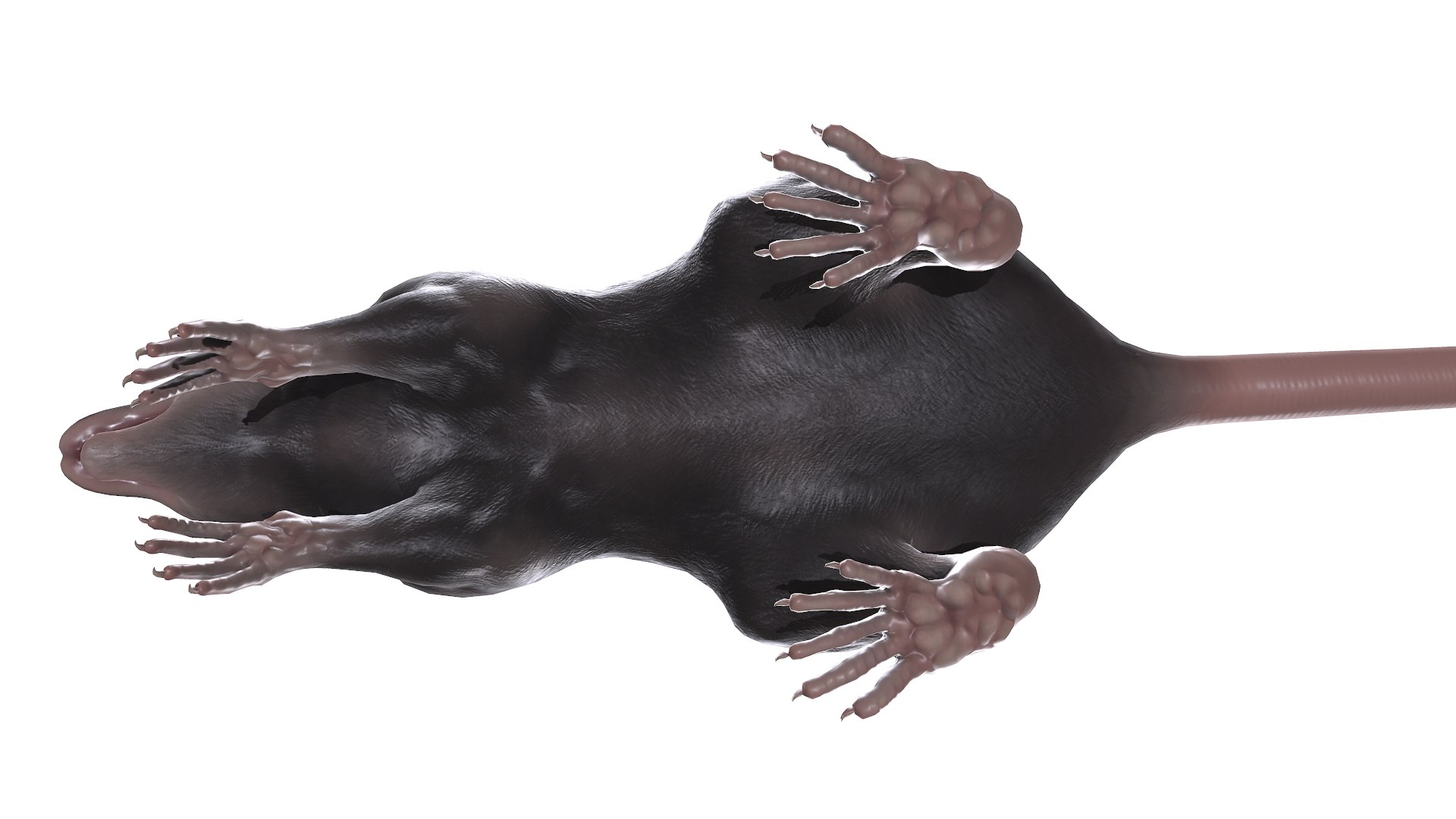 3D Rat Low-poly PBR Model - TurboSquid 1829389