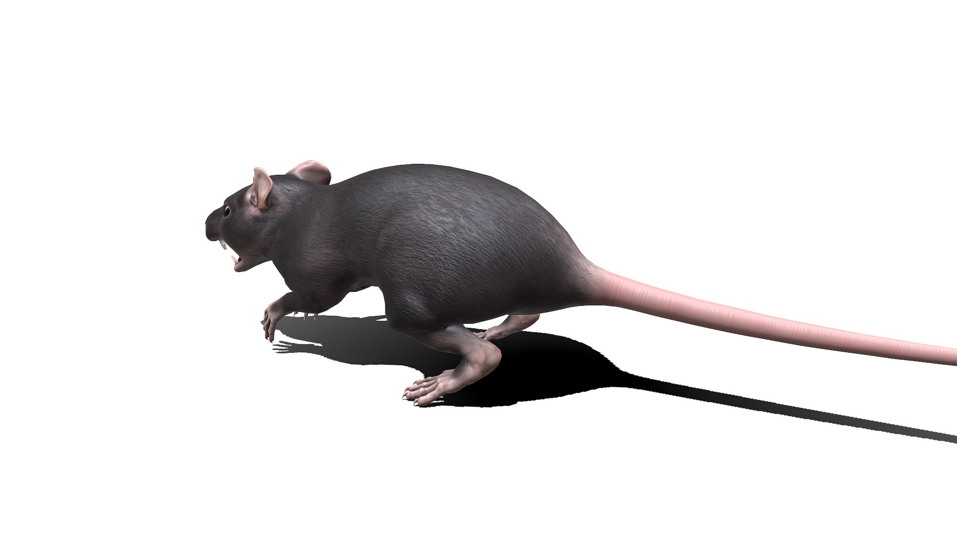 3D Rat Low-poly PBR Model - TurboSquid 1829389