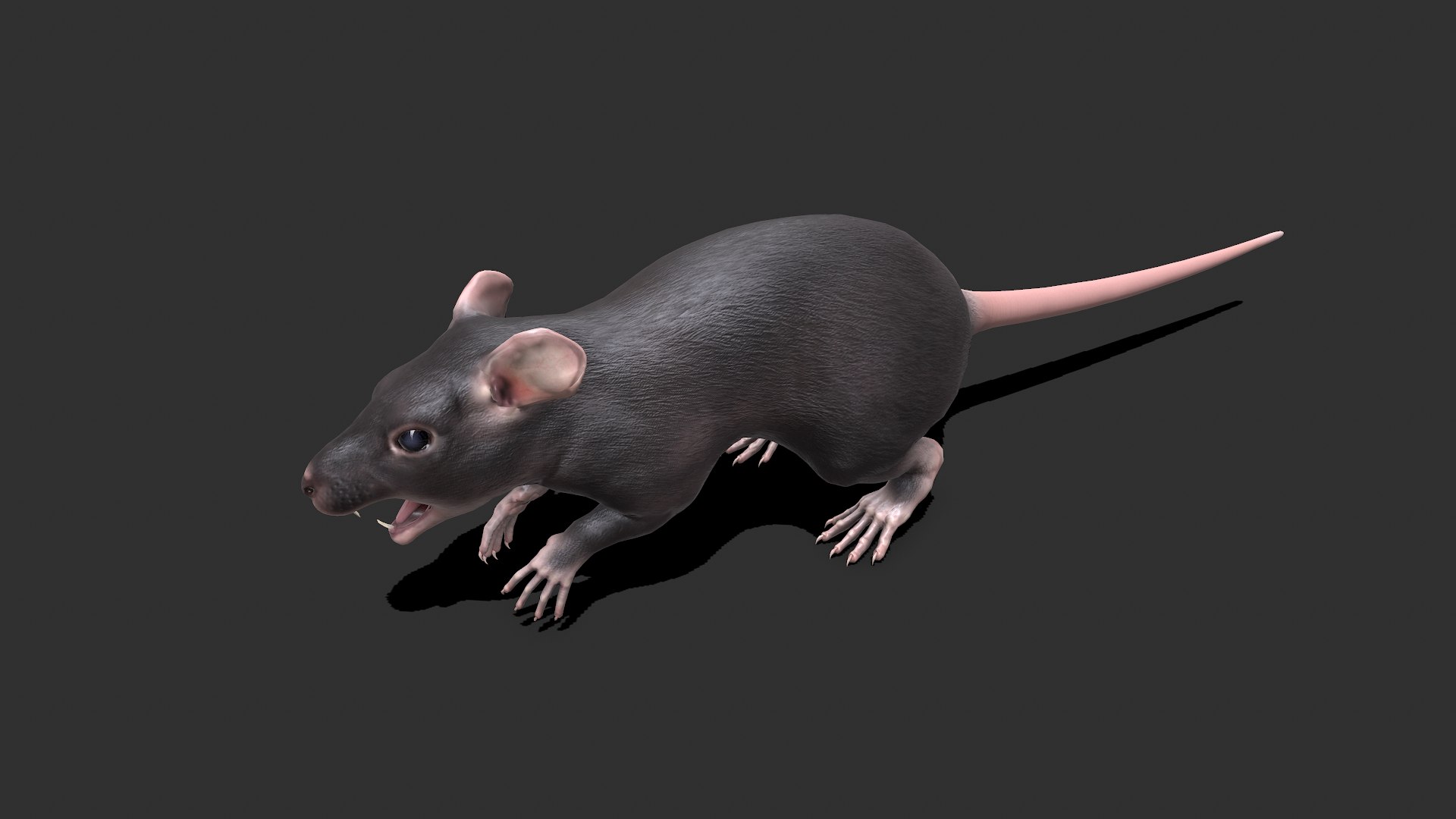3D Rat Low-poly PBR Model - TurboSquid 1829389