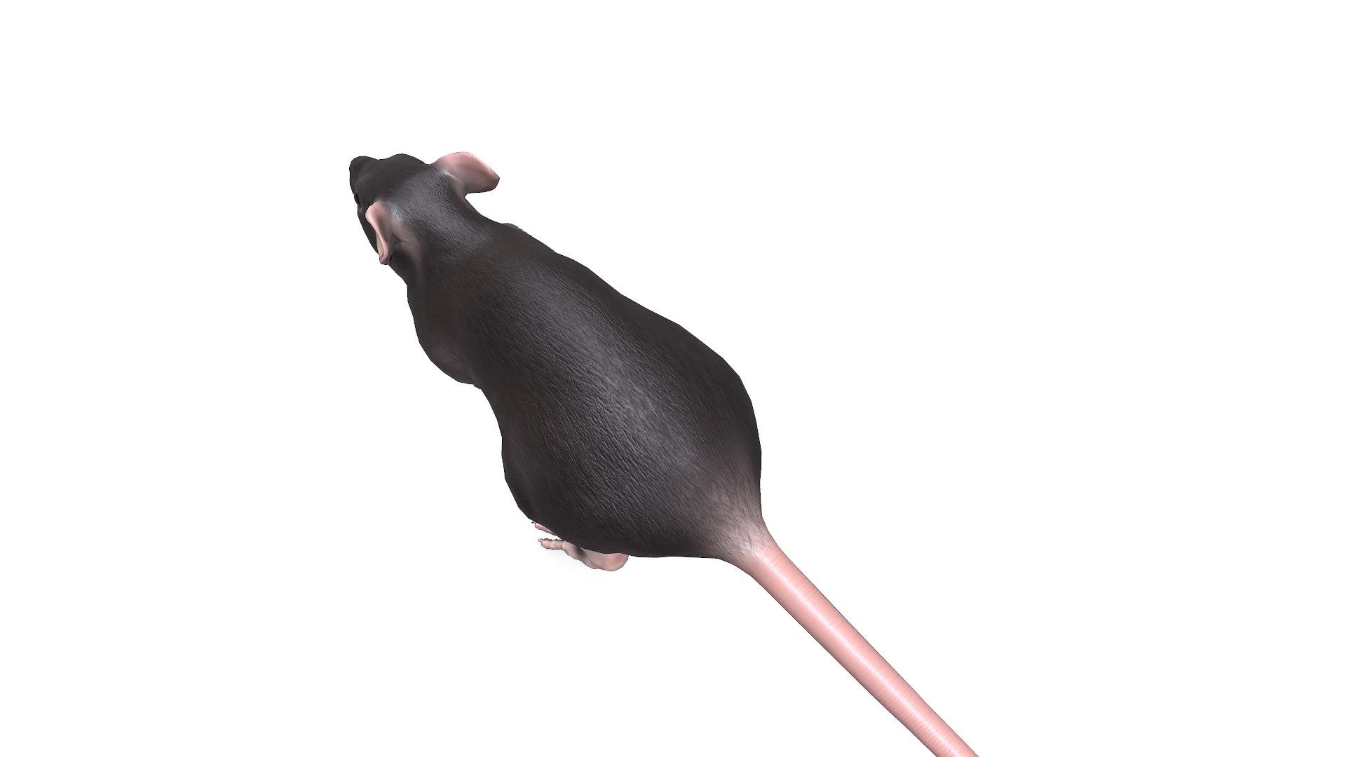 3D Rat Low-poly PBR Model - TurboSquid 1829389