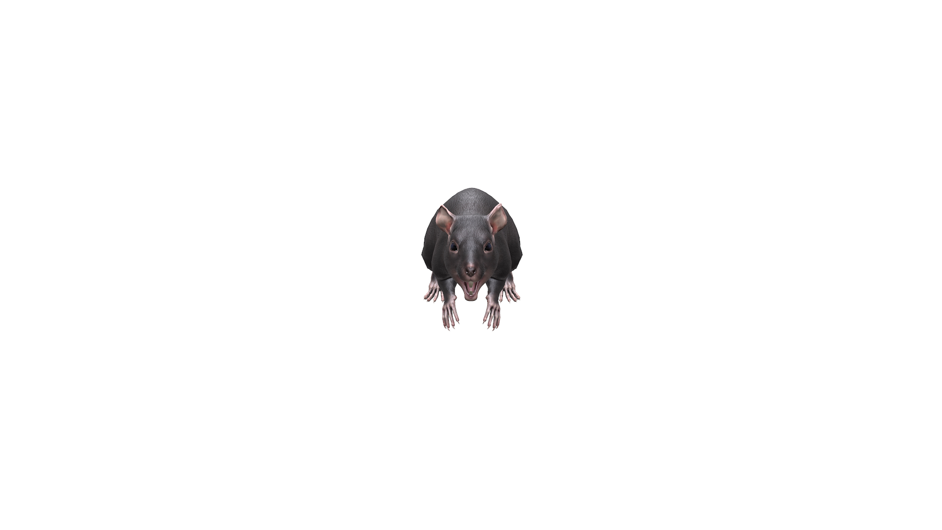 3D Rat Low-poly PBR Model - TurboSquid 1829389