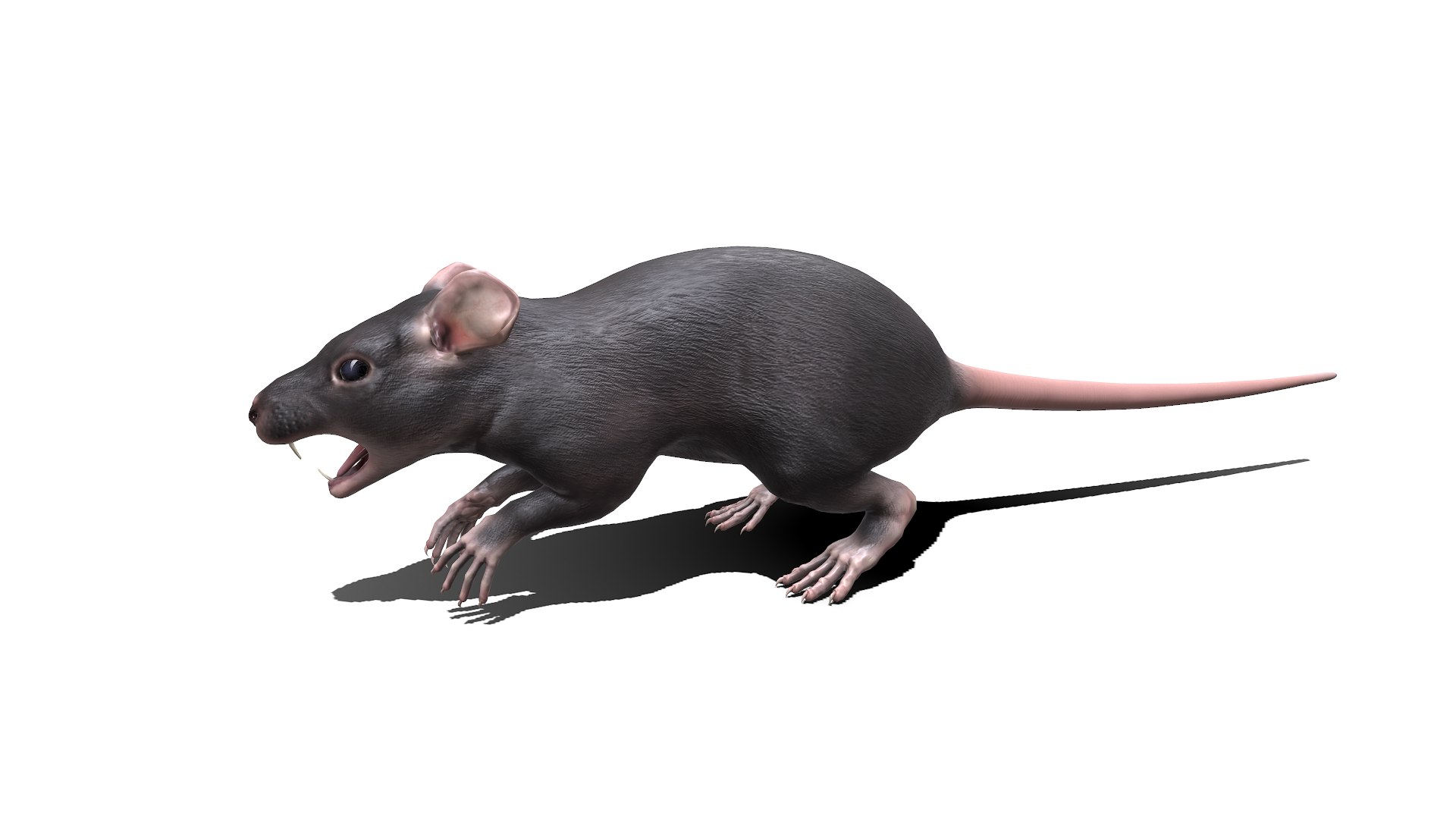 3D Rat Low-poly PBR Model - TurboSquid 1829389