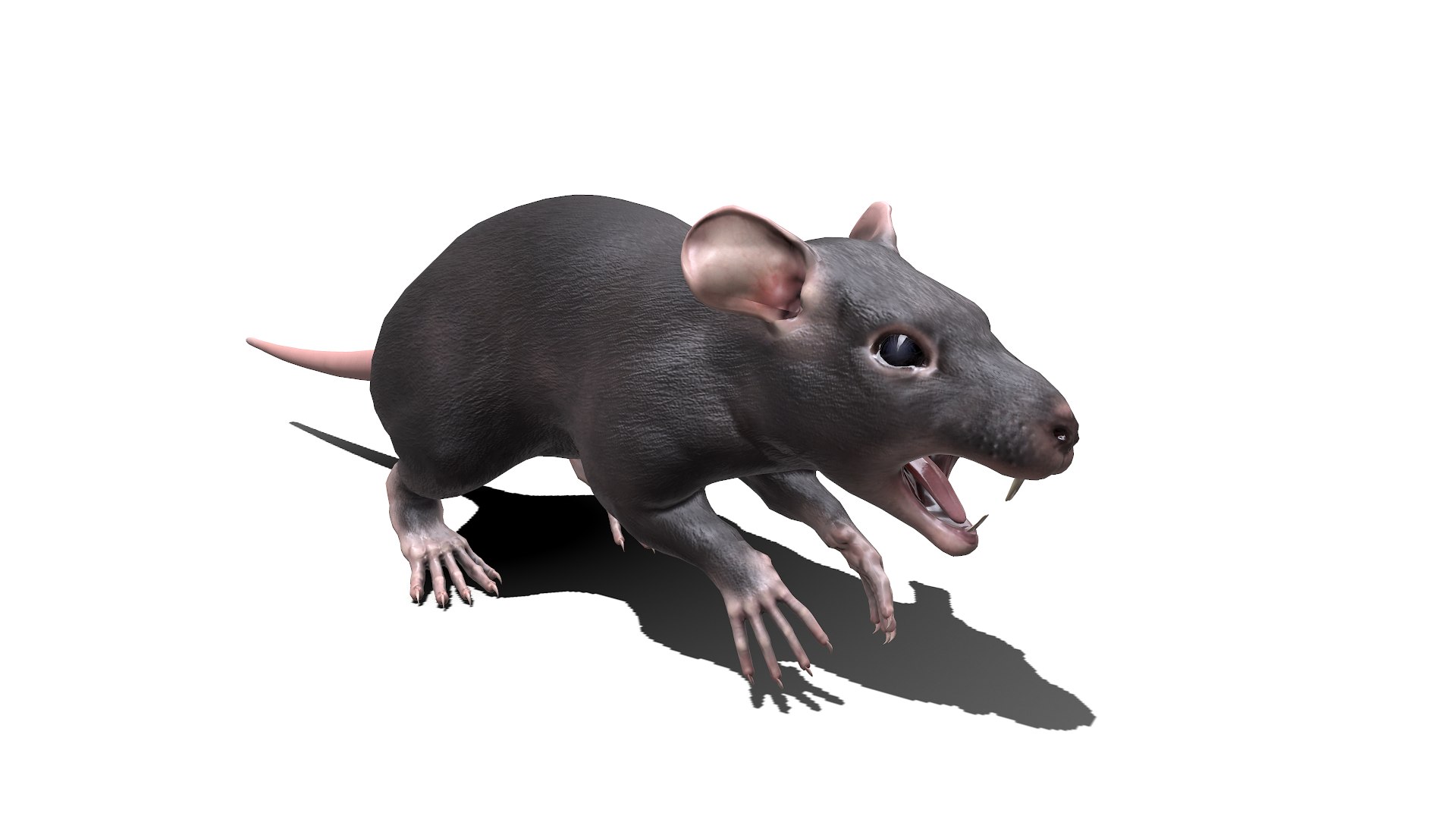 3D Rat Low-poly PBR Model - TurboSquid 1829389