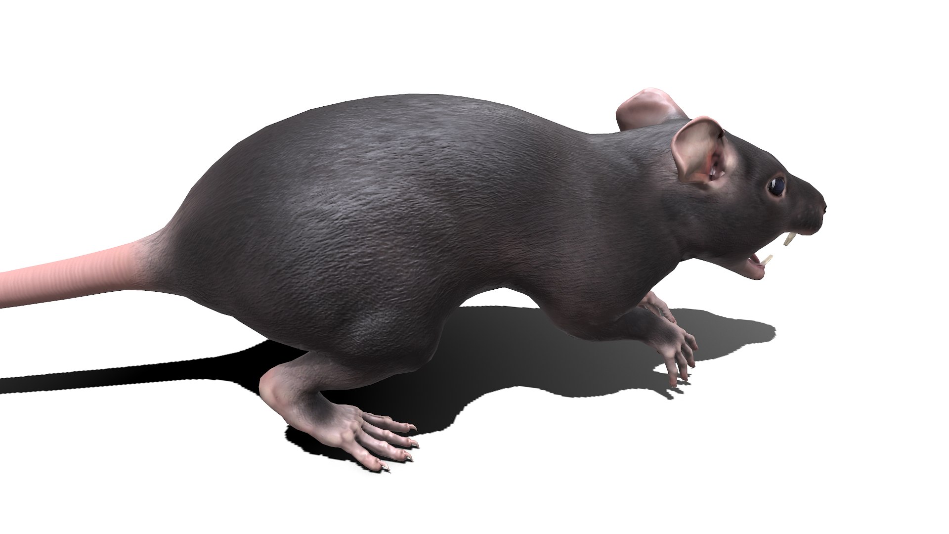 3D Rat Low-poly PBR Model - TurboSquid 1829389