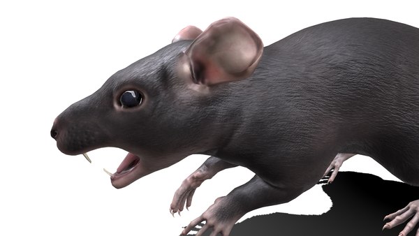 3D Rat Low-poly PBR model - TurboSquid 1829389
