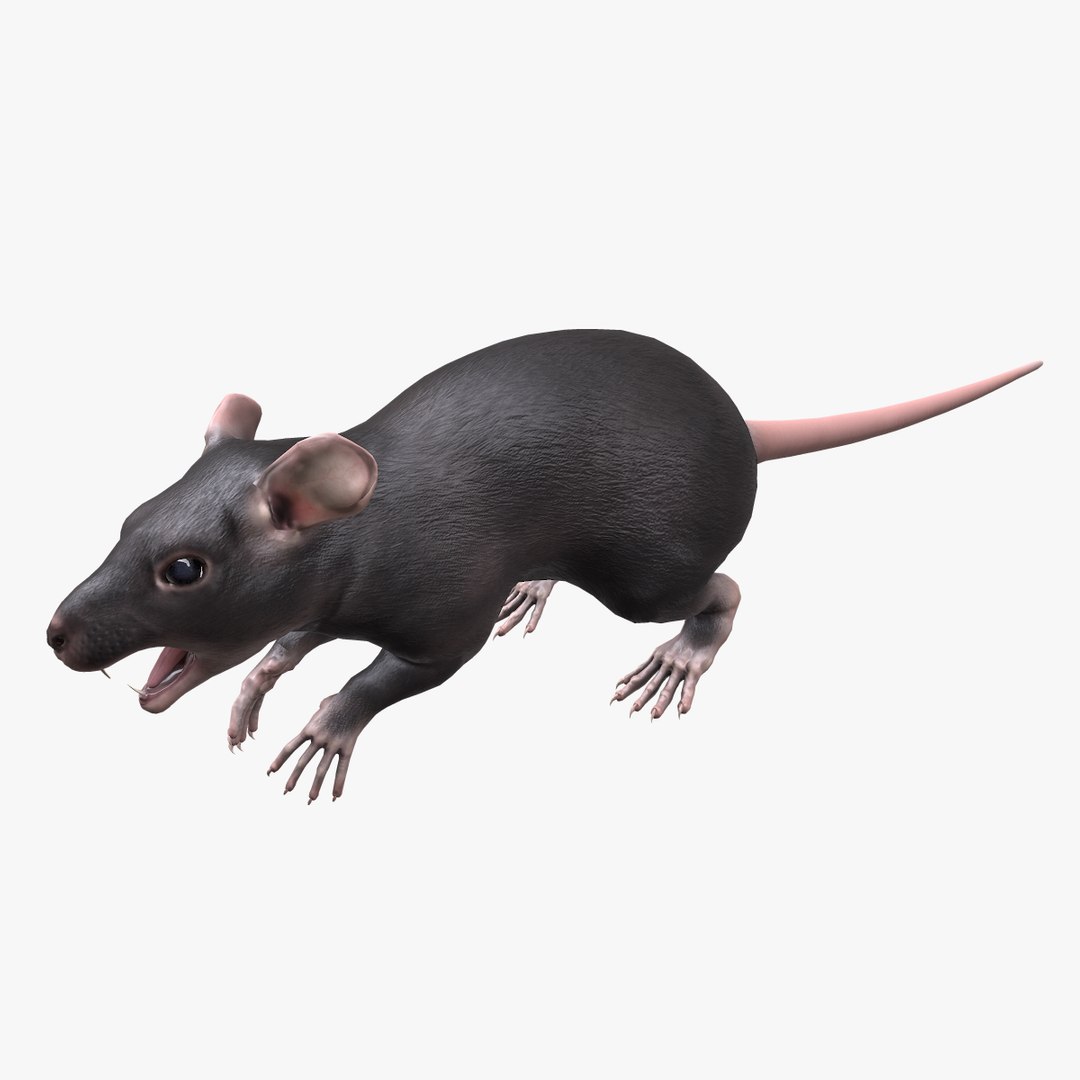 3D Rat Low-poly PBR Model - TurboSquid 1829389