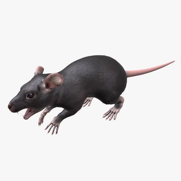 3D Rat Models | TurboSquid