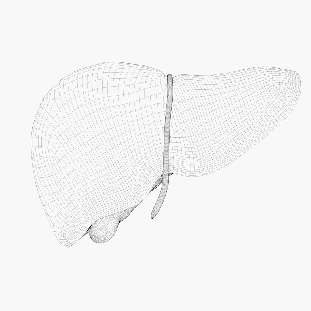 Liver 3D - TurboSquid 1164917