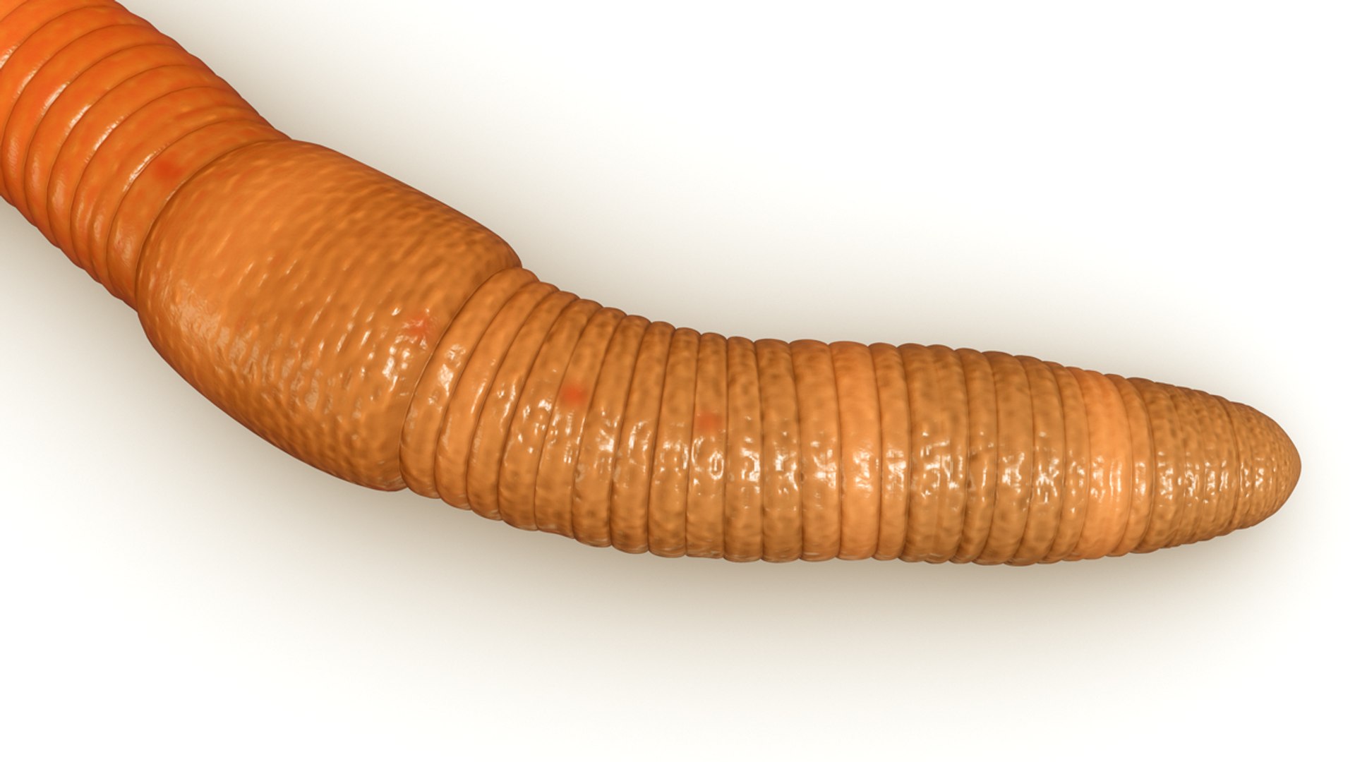Ma Lumbricus Worms