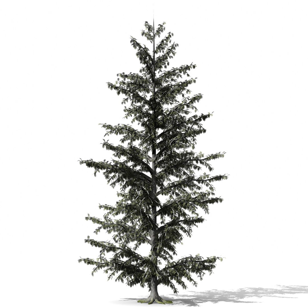 Conifer Tree 3d Model