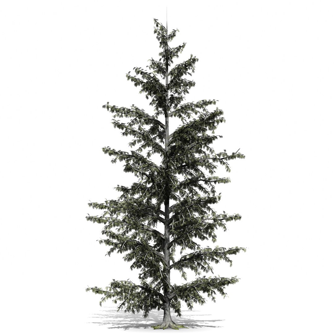 Conifer Tree 3d Model
