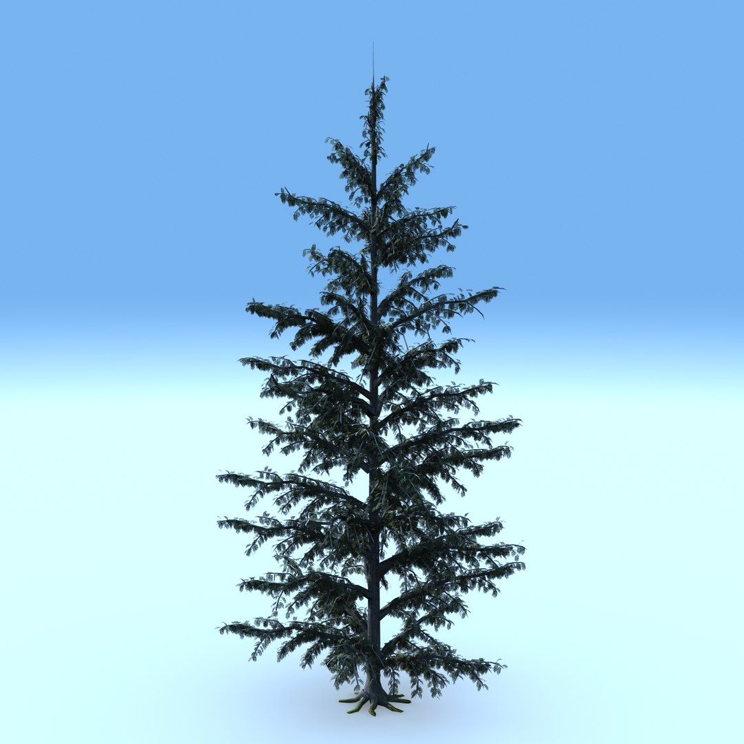 Conifer Tree 3d Model