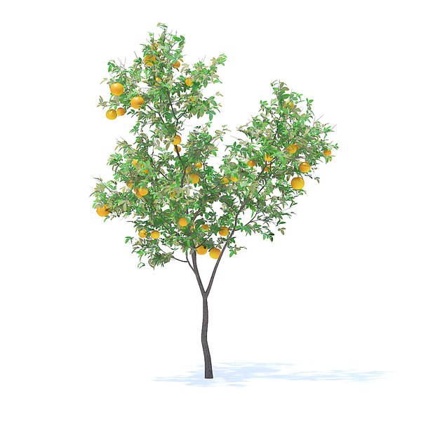 orange tree 20 3d model