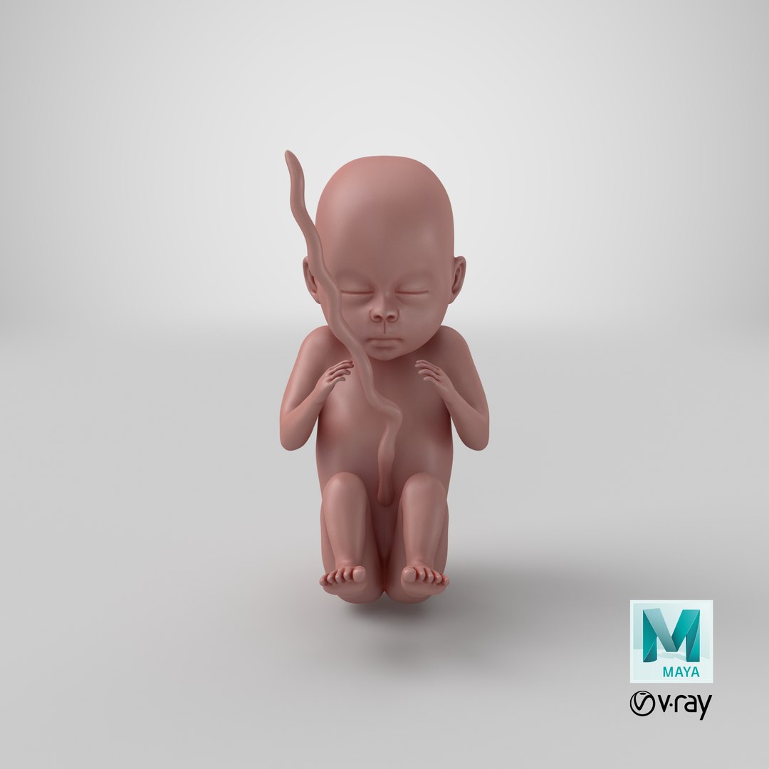 Human Fetus Pbr 3D - TurboSquid 1276854