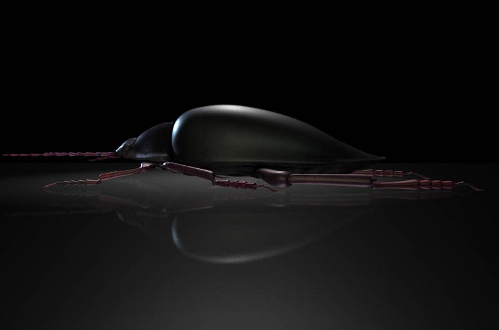 Diving Beetle Insects Model - TurboSquid 1318891