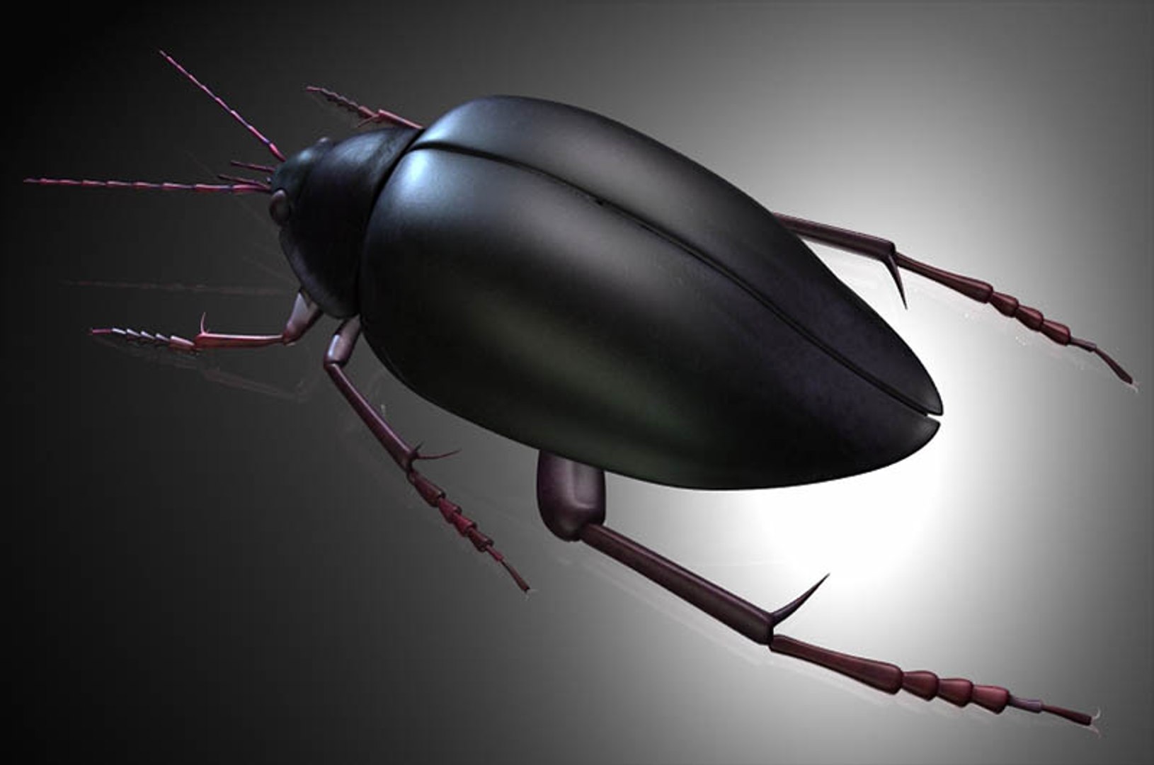 Diving Beetle Insects Model - TurboSquid 1318891