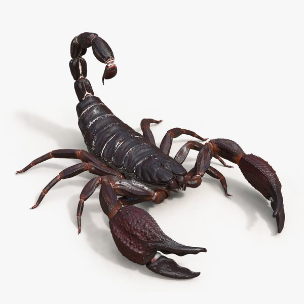 Free 3D Scorpion Models | TurboSquid