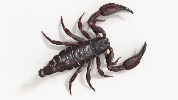 3D production scorpion rig - TurboSquid 1498722