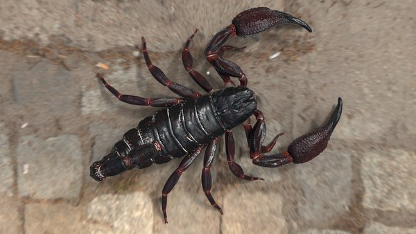 3D production scorpion rig - TurboSquid 1498722