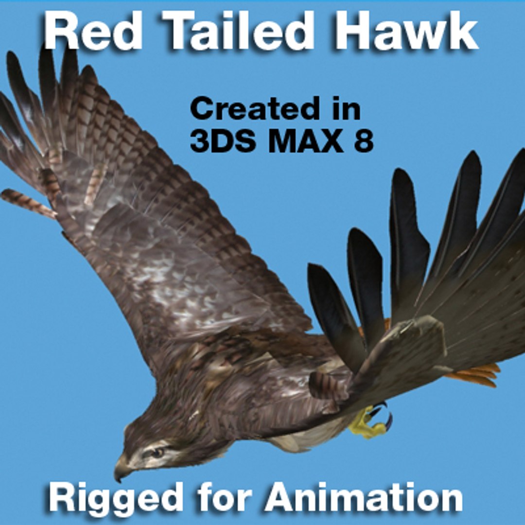 3d Red Tailed Hawk Rigged Model